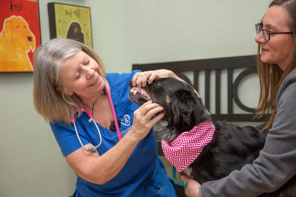 Pet Dental Cleaning in Springfield MO | Dog Teeth Cleaning